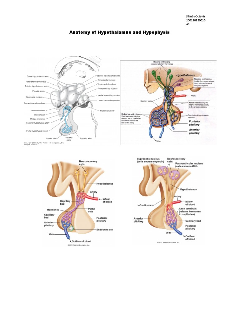 Anatomy of Hypothalamus and Hypophysis | PDF | Hypothalamus | Pituitary ...