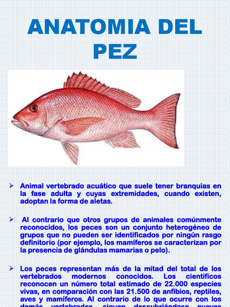 ANATOMIA DEL PEZ-.pptx | Diente | Pescado