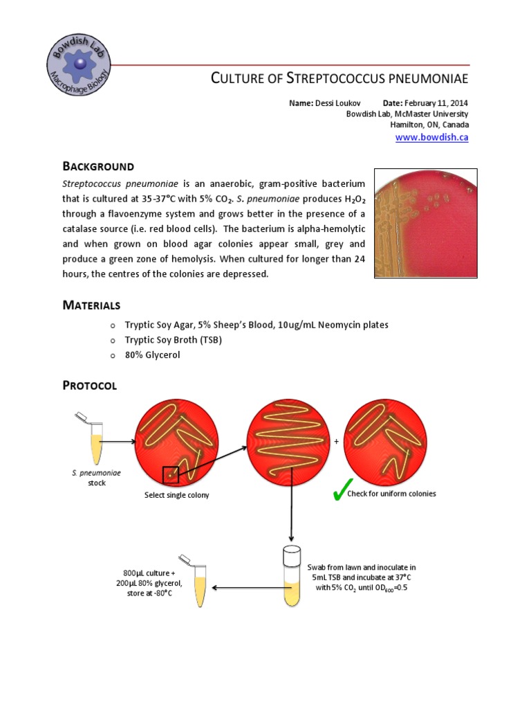 Culturing Streptococcus Pneumoniae PDF | PDF