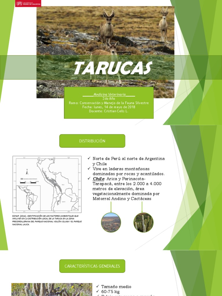 Tarucas Presentacion | PDF | Incluso los ungulados de dedos | Ciervo