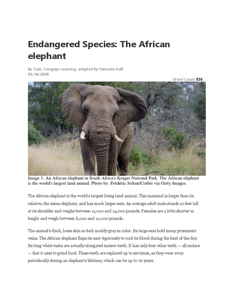 Endangered Species | PDF | Elephant | Ivory