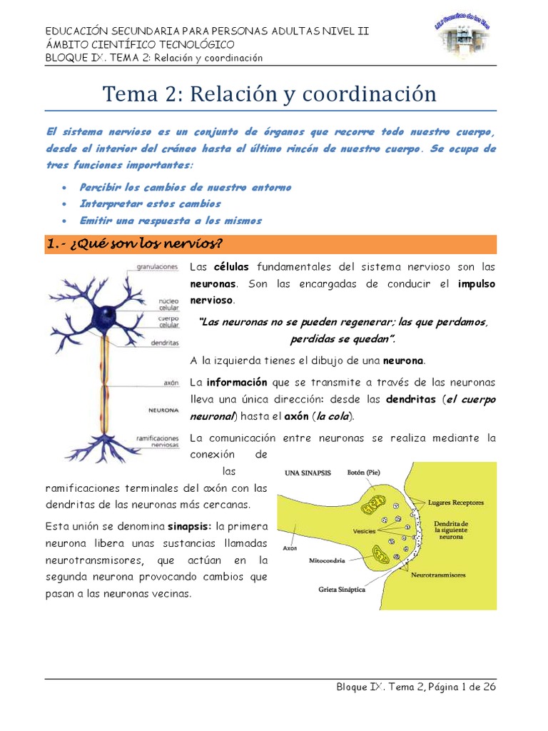 Tema 2-Relaci N y Coordinaci N | PDF | Ojo humano | Neurona