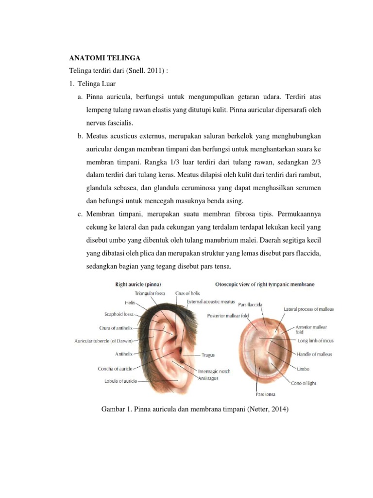Anatomi Telinga: Struktur dan Fungsi | PDF | Kajian Bahasa Asing ...