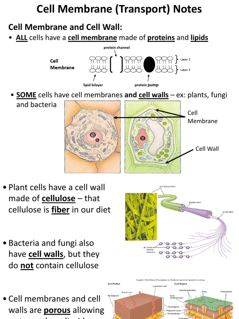 Cell Transport Powerpoint | PDF | Cell Membrane | Osmosis