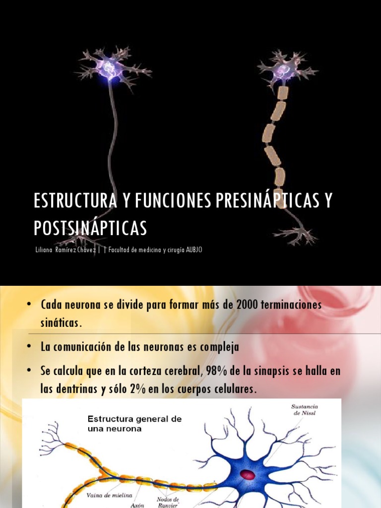 Estructura y Funciones PresináPticas y Postsinápticas | PDF | Sinapsis ...