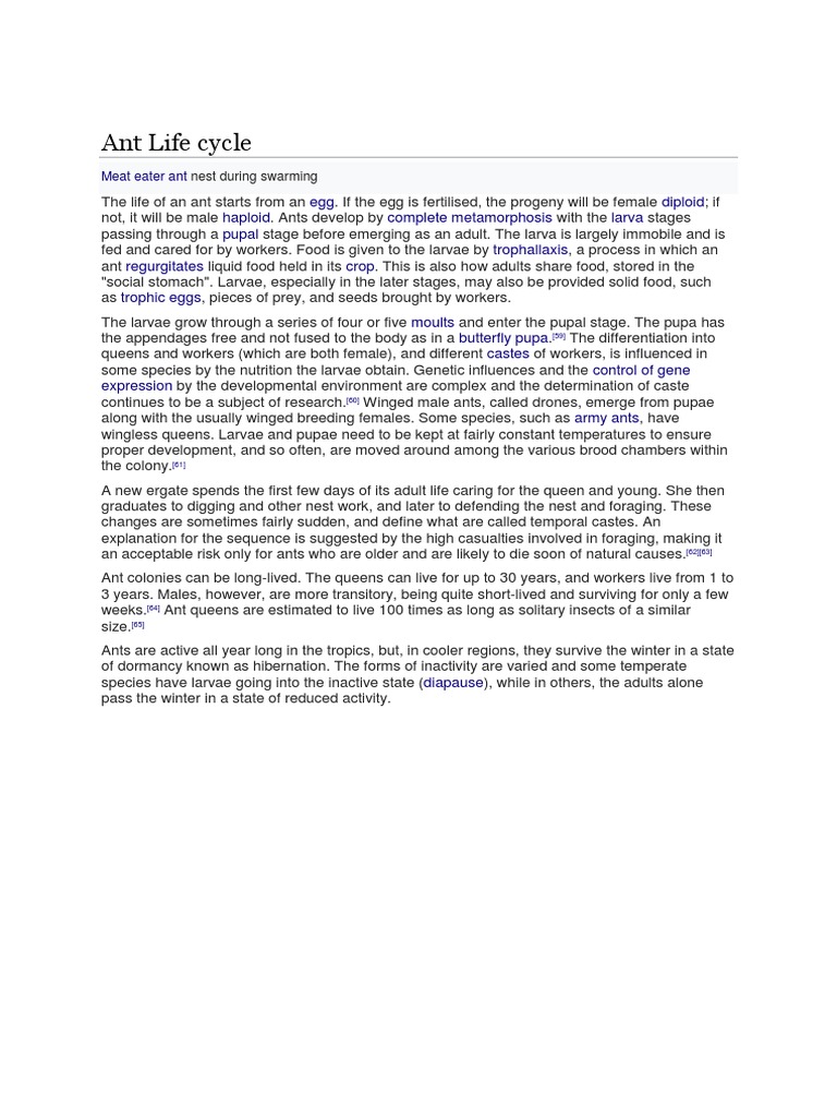 Ant Life Cycle | PDF | Ant | Pupa