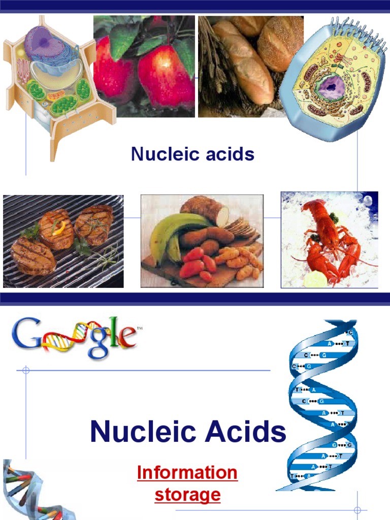 Nucleic Acids: AP Biology | PDF | Nucleic Acids | Nucleotides