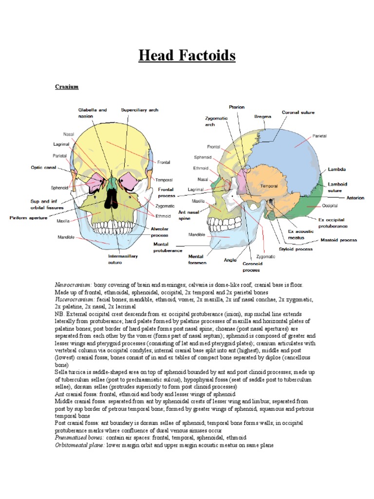Head Factoids | PDF | Tongue | Human Nose