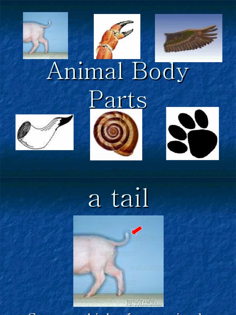 Animal Body Parts and Examples | PDF