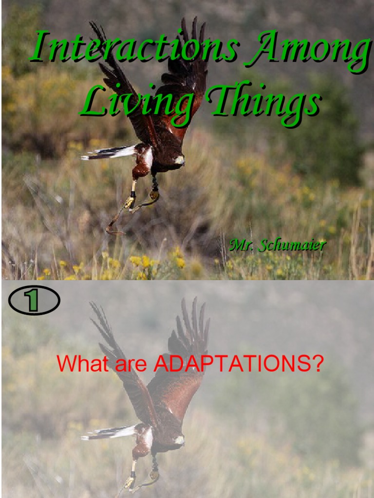 Interactions Among Living Things | PDF | Ecological Niche | Systems Ecology