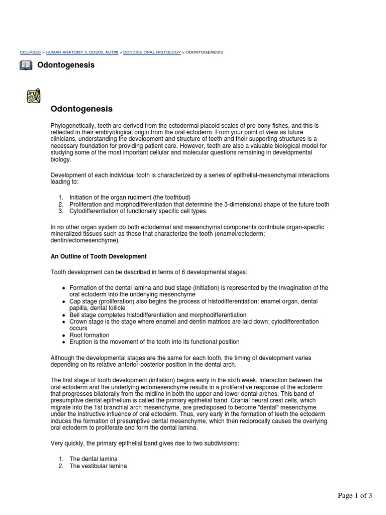 Odontogenesis: Tooth Development Stages | PDF | Tooth Enamel | Tooth