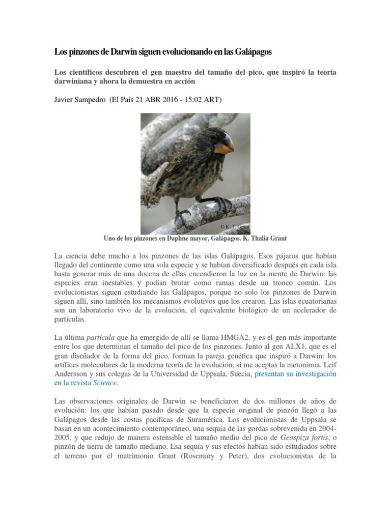 Los Pinzones de Darwin Siguen Evolucionando en Las Galápagos ...