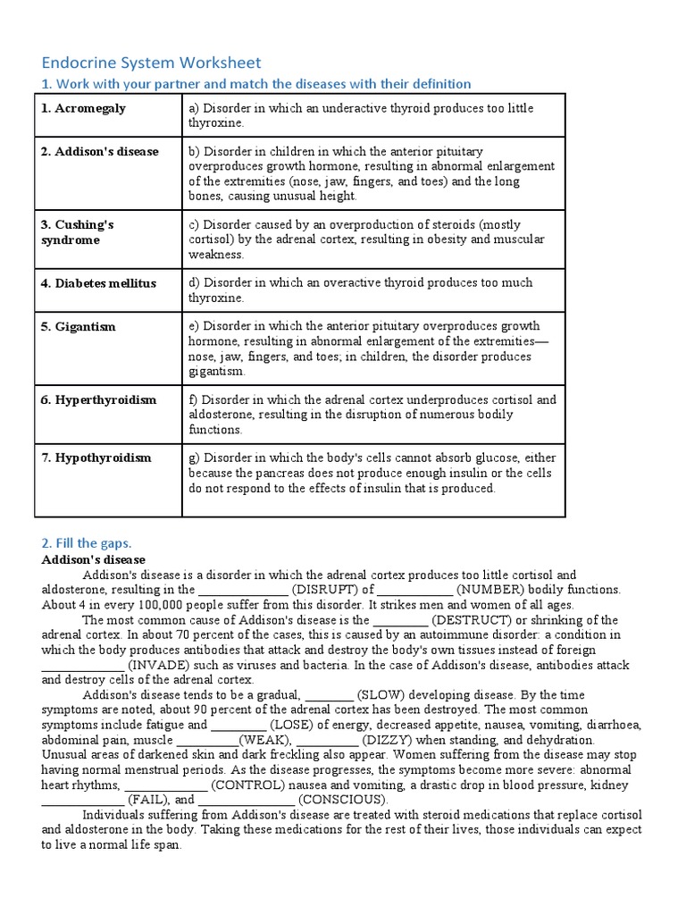 Endocrine System Worksheet | PDF | Adrenal Gland | Endocrine System