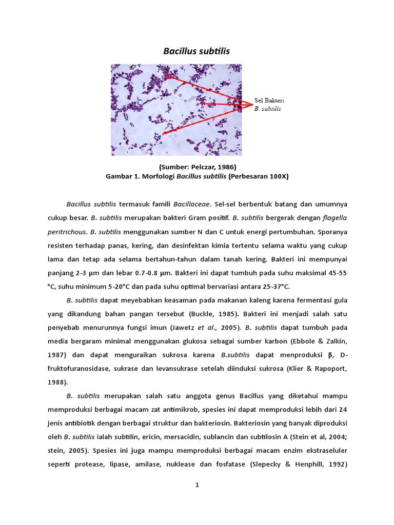 Bacillus Subtilis | PDF