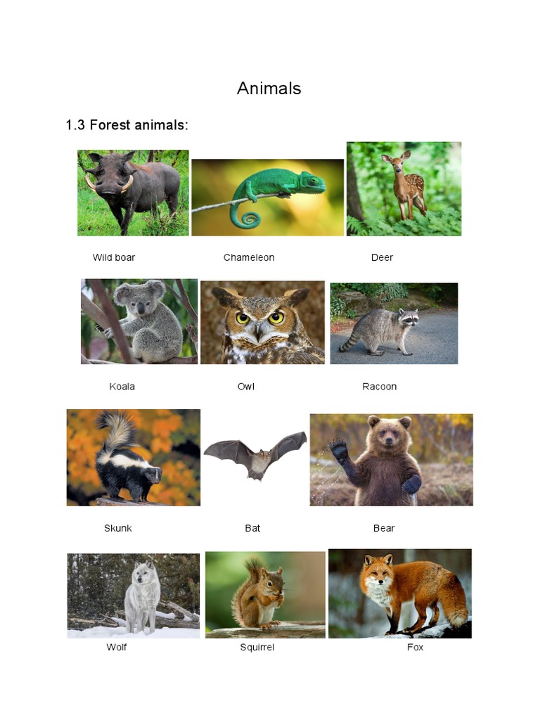 Forest Animals Guide | PDF