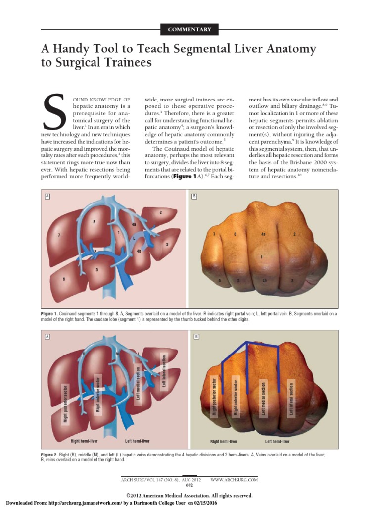 Hand Model for Liver Lobes | Liver | Surgery
