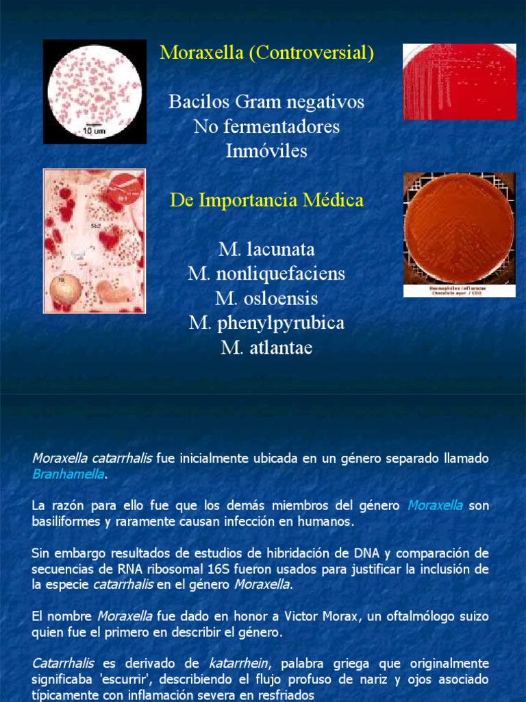 Moraxella | PDF | Medicina | Microbiología