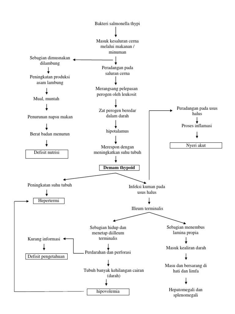 Pathway Thypoid | PDF