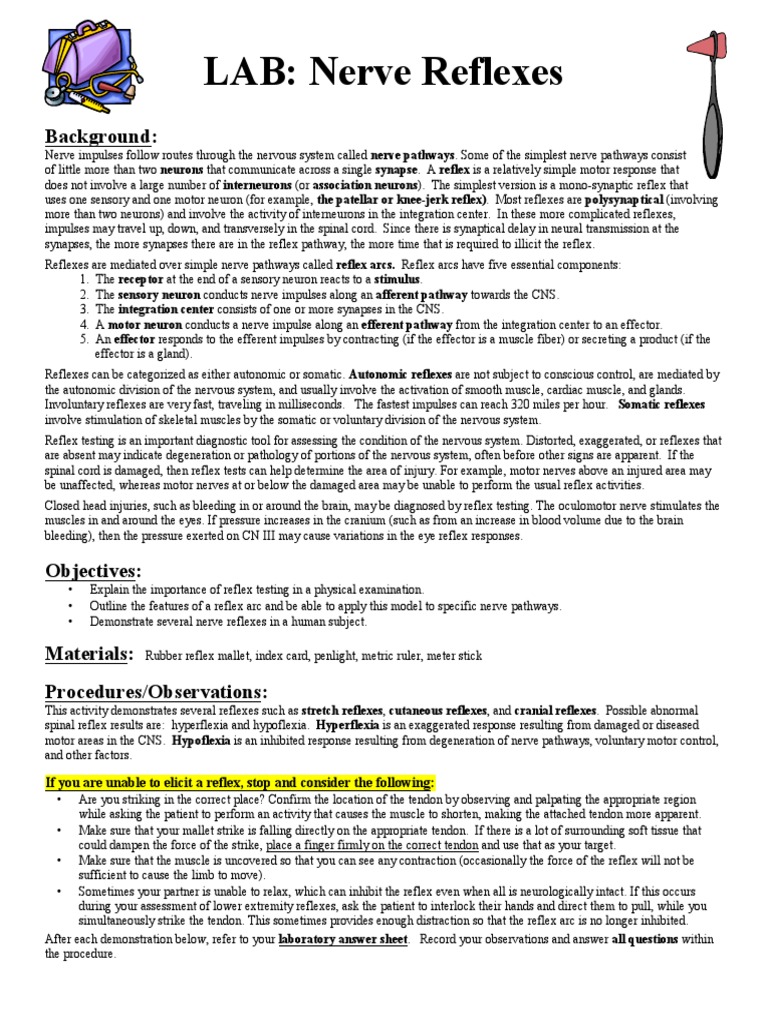 Lab - Nerve Reflexes | PDF | Nervous System | Nerve