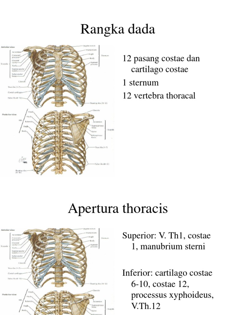 Anatomi Rangka dan Otot Dada | PDF | Sains & Matematika