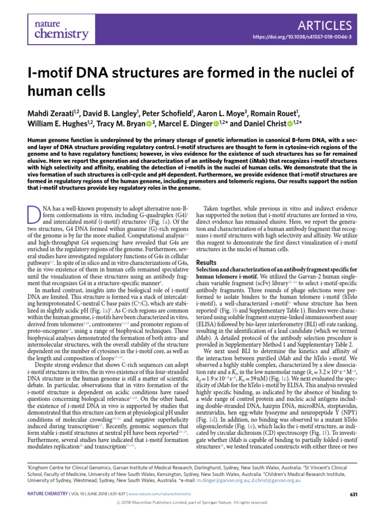 I-Motif Dna Structures Are Formed in The Nuclei of Human Cells | PDF ...