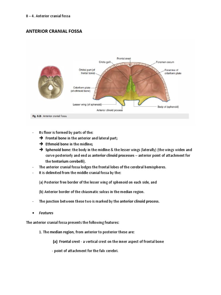II - 4.anterior Cranial Fossa | Download Free PDF | Skeletal System ...