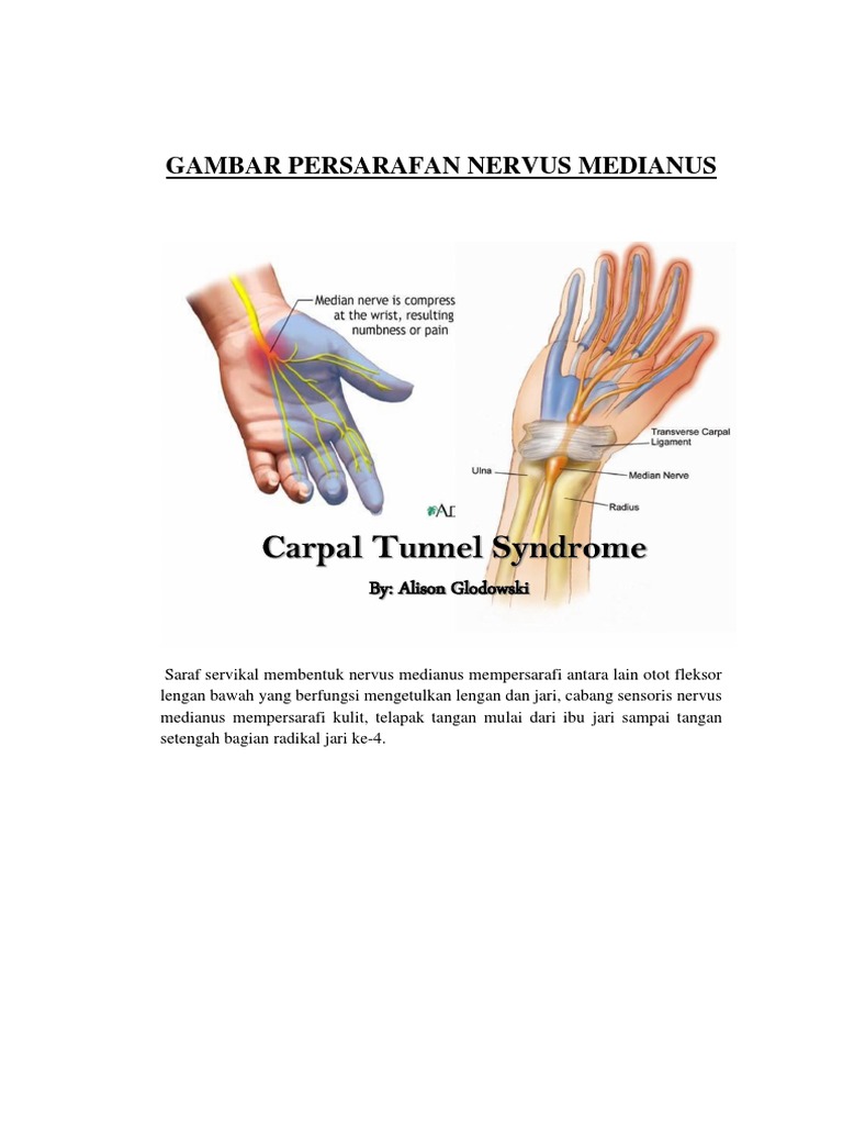Gambar Persarafan Nervus Medianus | PDF