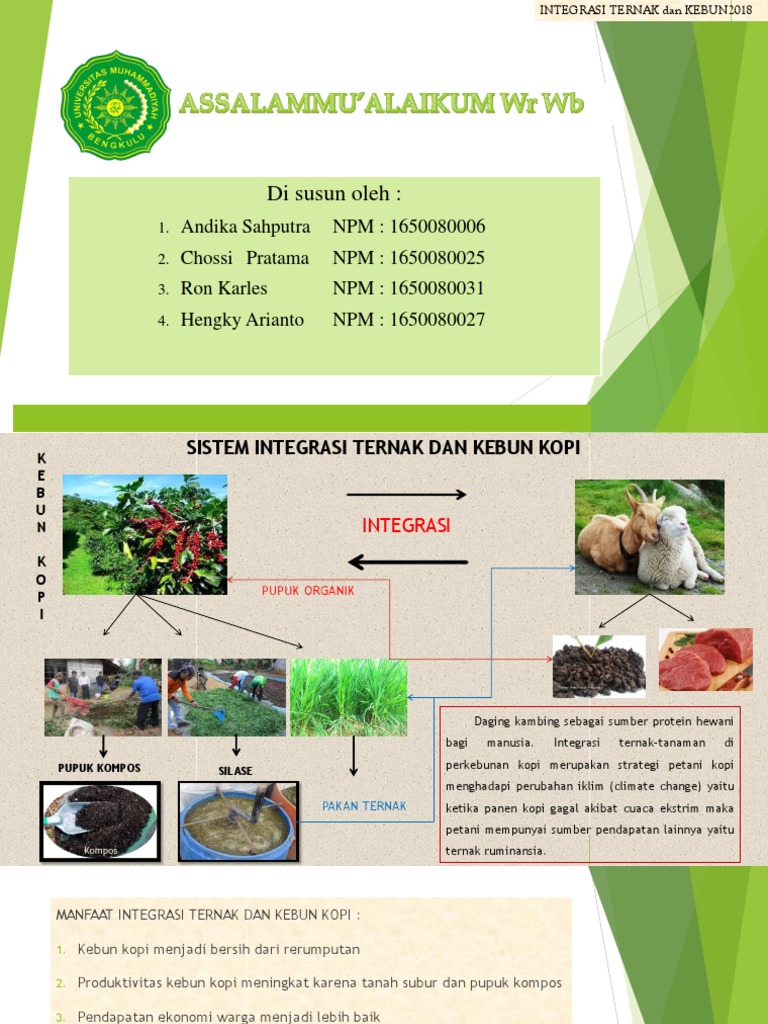 INTEGRASI TERNAK Kambing Dan Kebun Kopi Andika | PDF