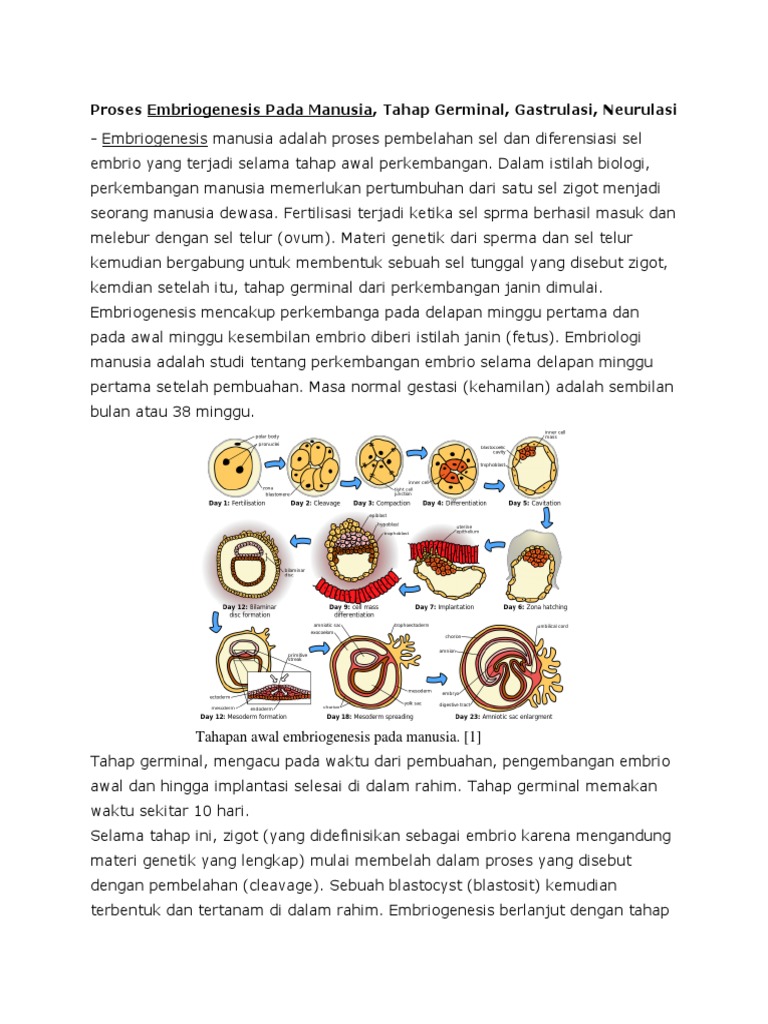 Proses EMBRIOGENESIS | PDF