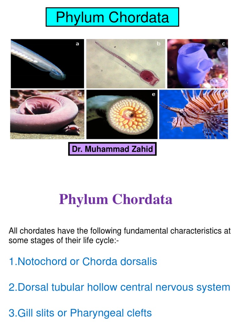 Phylum Chordata: Dr. Muhammad Zahid | PDF | Vertebrates | Chordates