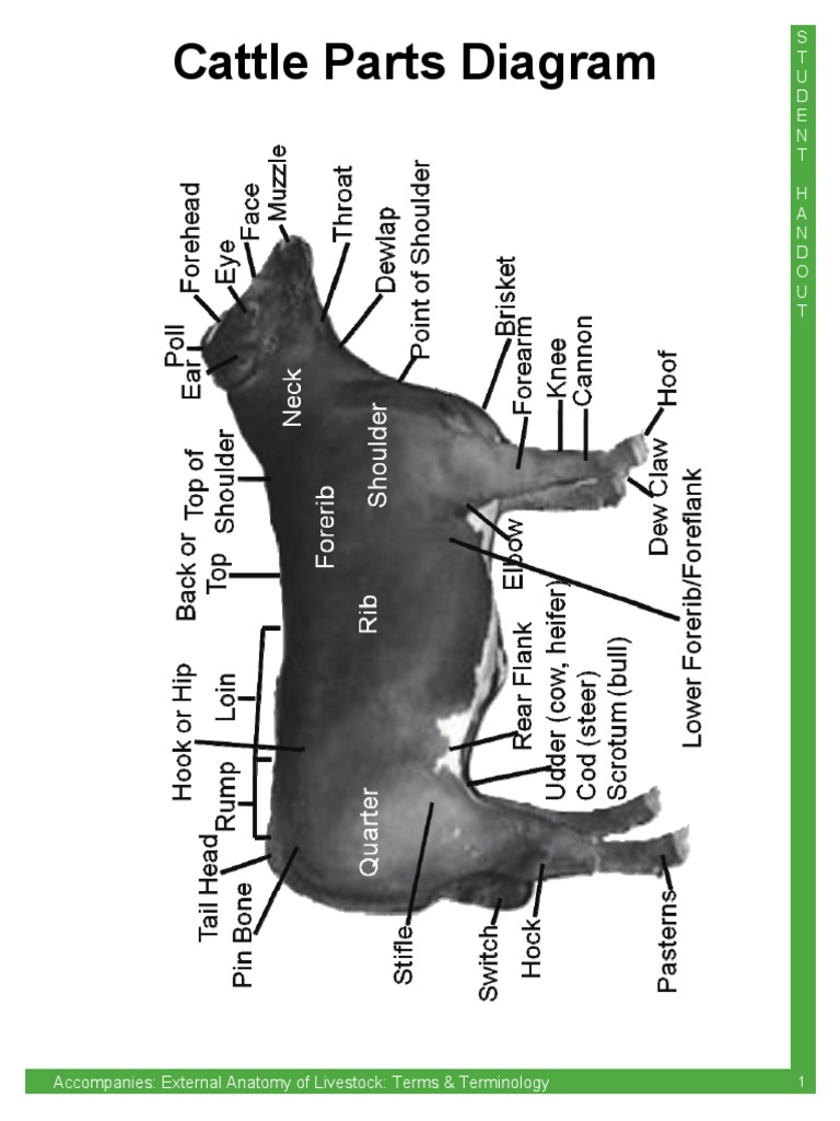 Animal Diagrams | Land Management | Food Industry