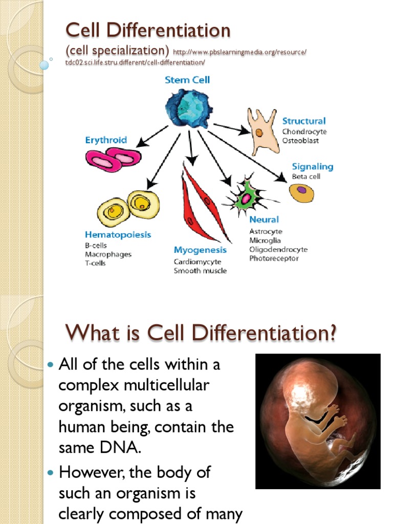 Cell Differentiation Explained | PDF | Cellular Differentiation | Cell ...