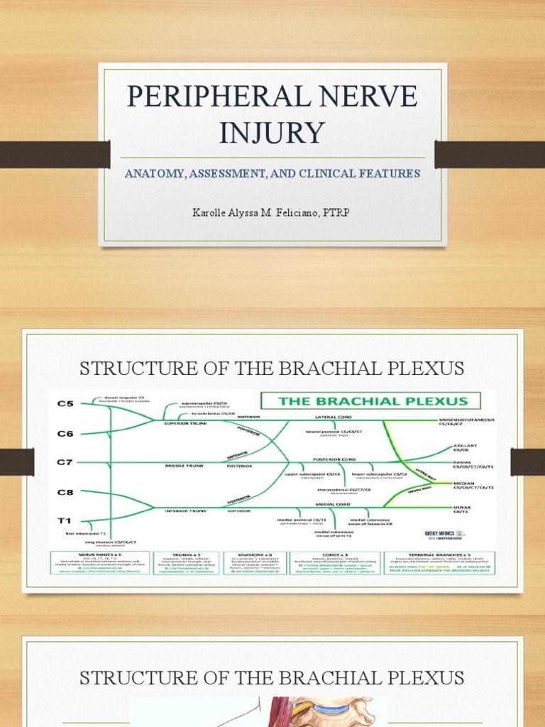 Peripheral Nerve Injury: Anatomy, Assessment, and Clinical Features ...
