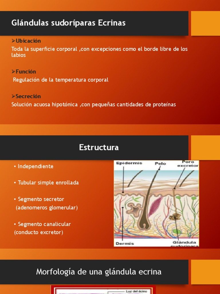 Glándulas Sudoríparas Ecrinas | PDF
