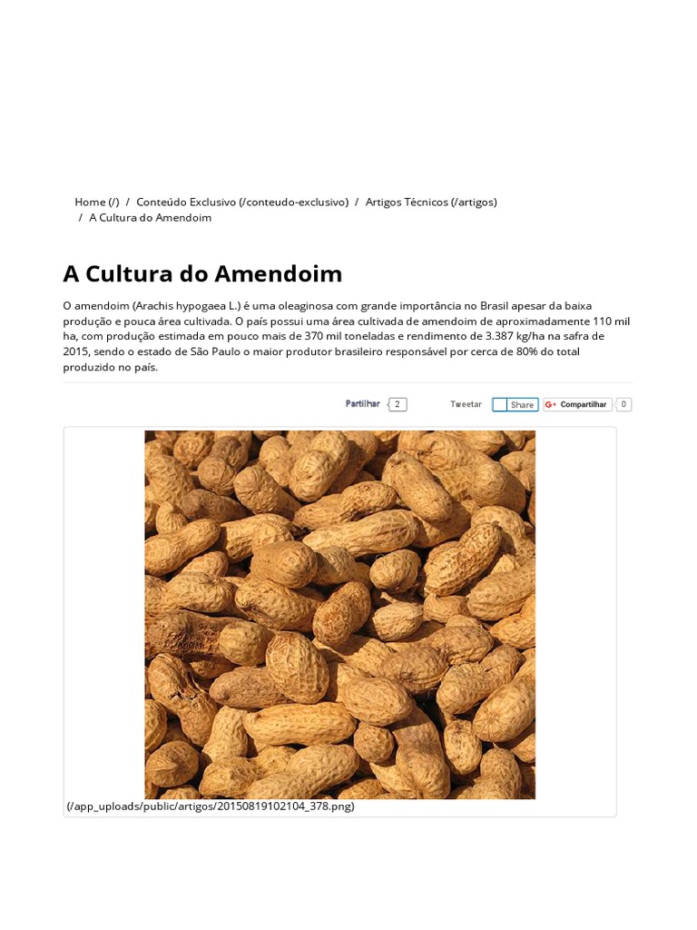 Cultivo e Importância do Amendoim | PDF | Amendoim | Agricultura