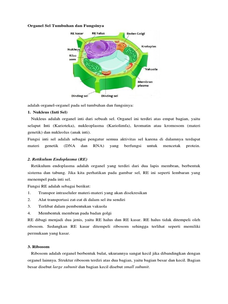 Organel Sel Tumbuhan Dan Fungsinya | PDF