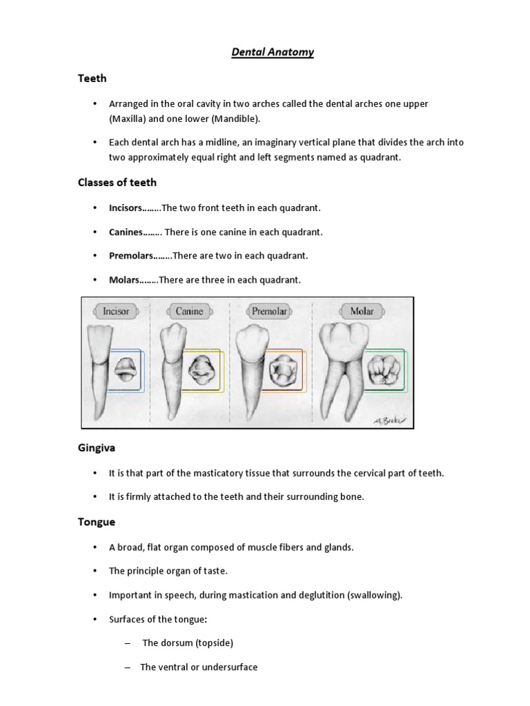 Basic Guide To Dental Instruments | PDF | Tooth | Human Tooth