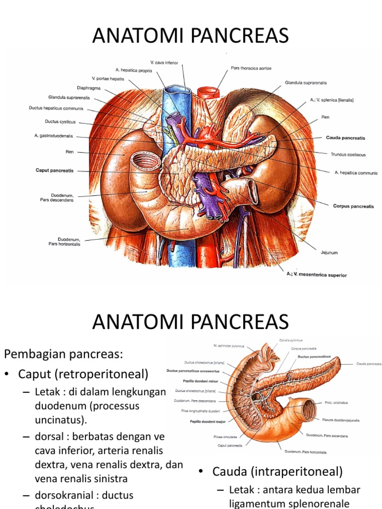 Anatomi Pancreas | PDF