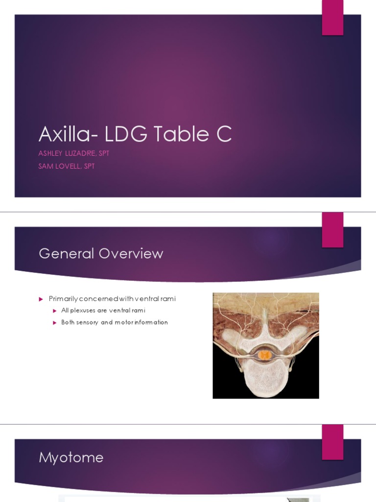 Axilla Presentation | PDF