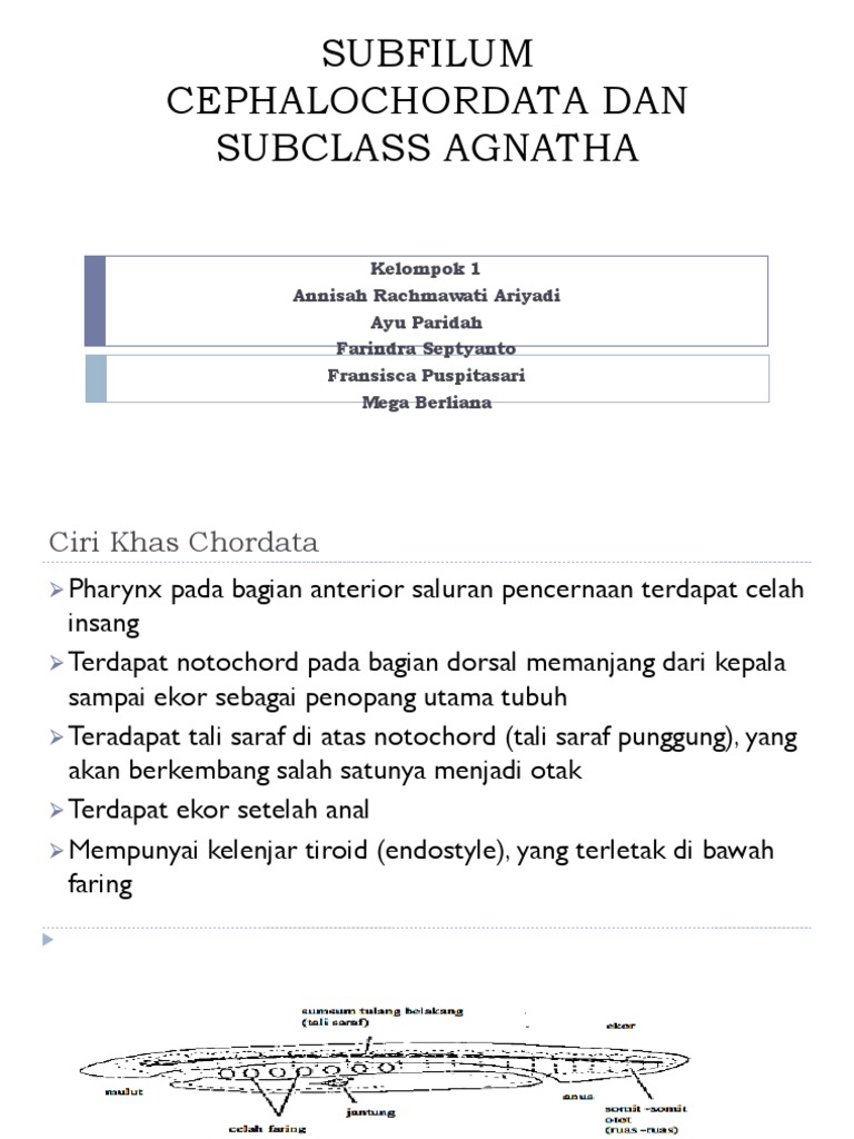 Cephalochordata Dan Agnatha | PDF