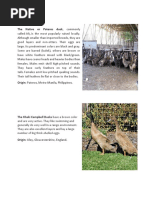 Chapter 2 RRL of Piggery | PDF | Agriculture | Pig