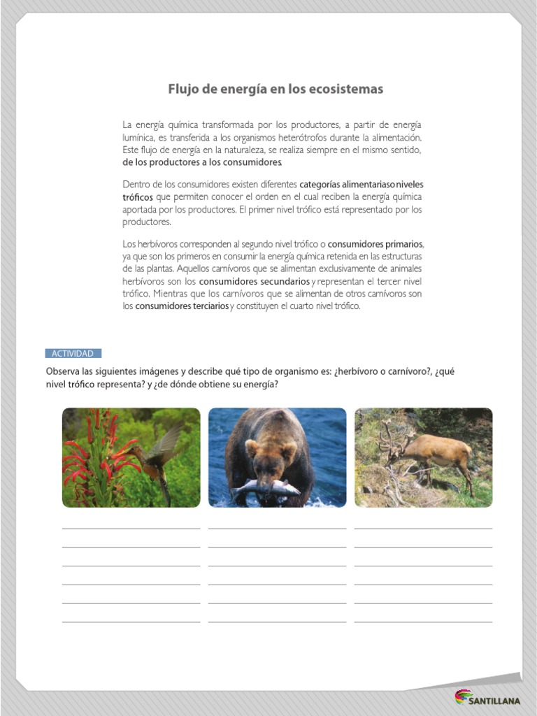 Flujo de Energía en Los Ecosistemas PDF | PDF | Plantas | Organismos