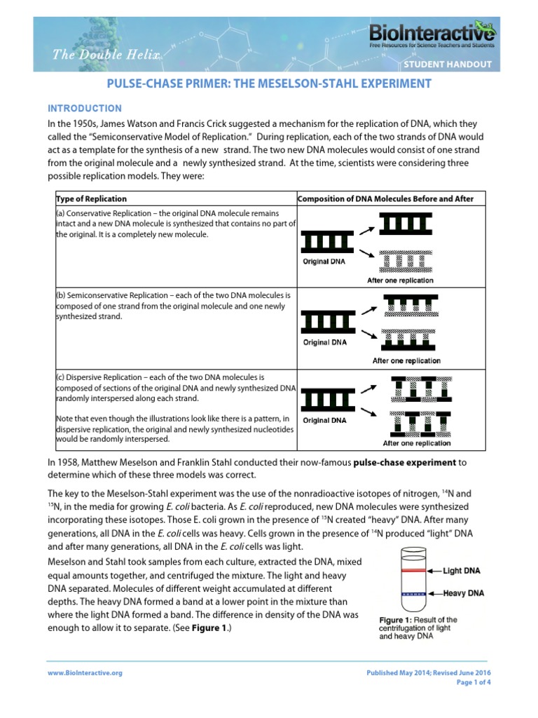 Pulse-Chase Primer: The Meselson-Stahl Experiment | PDF | Organic ...