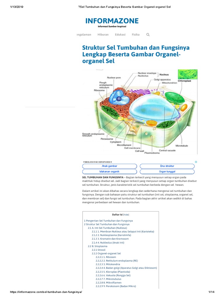 Sel Tumbuhan Dan Fungsinya Beserta Gambar Organel-Organel Sel | PDF ...