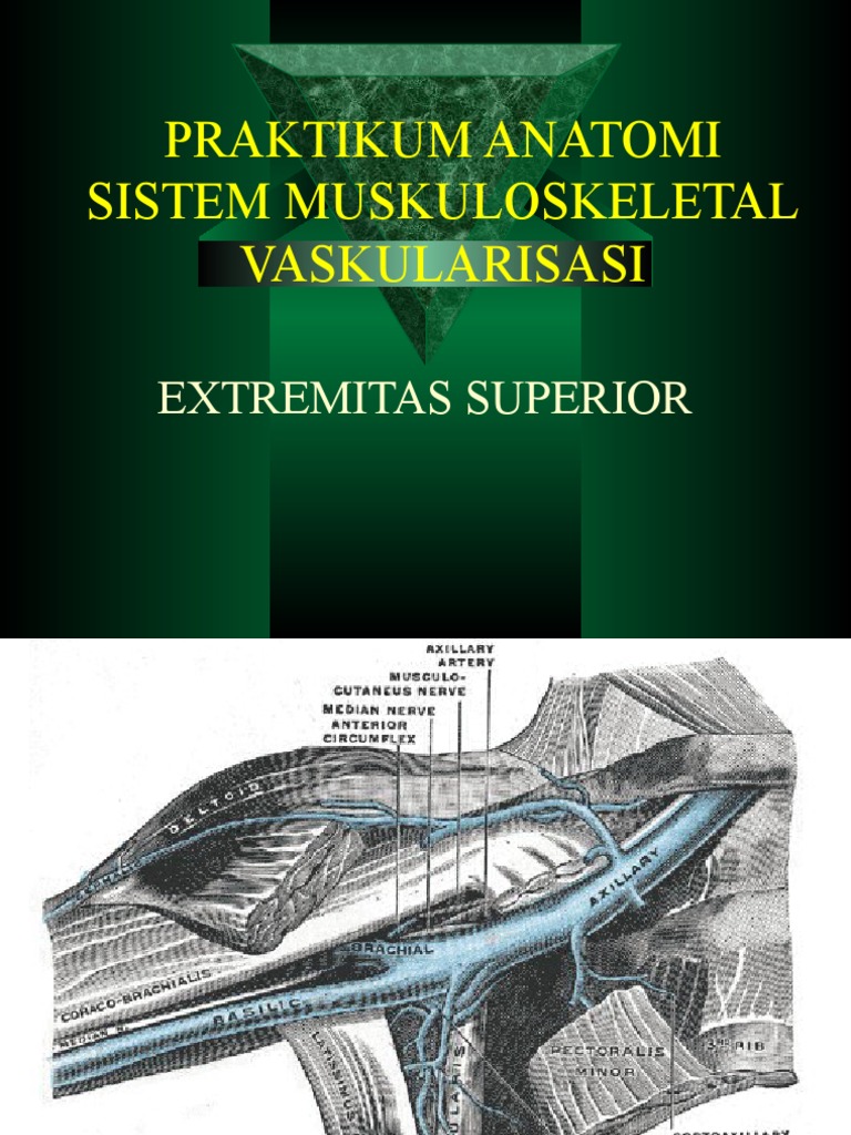 Vaskularisasi Extremitas Superior | PDF