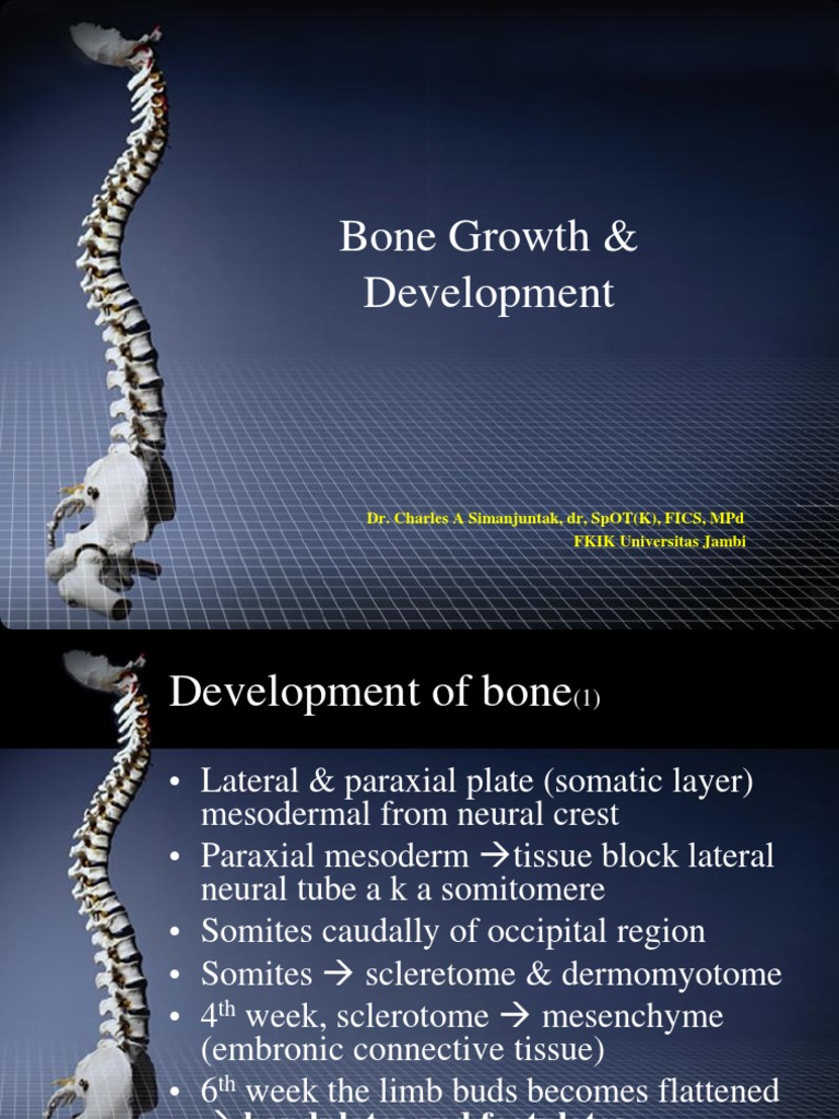Bone Growth and Development Overview | PDF | Bone | Vertebral Column