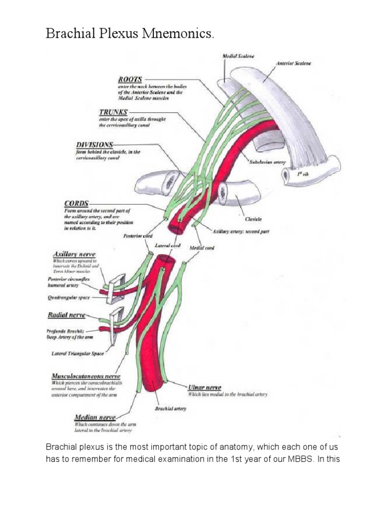 Brachial Plexus Mnemonics | PDF | Nervous System | Limbs (Anatomy)