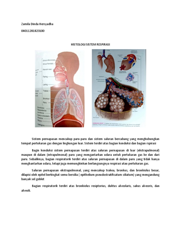 Histologi Sistem Respirasi | PDF