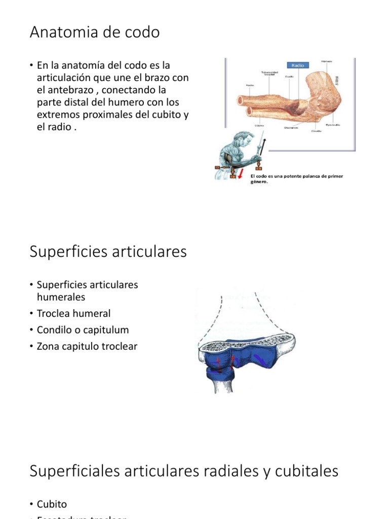 Anatomía De La Superficie Del Codo Articulación Del Codo: Anatomía,