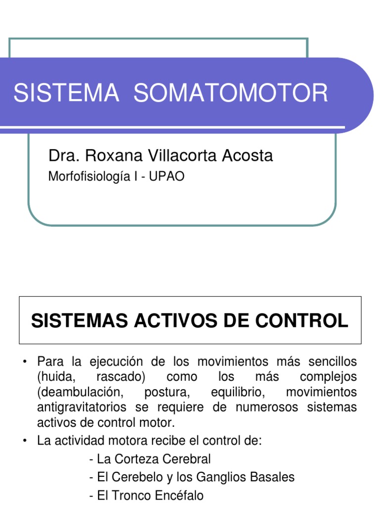 Fisiología Del Sistema Somatomotor - Dra. Villacorta | PDF | Cerebelo ...